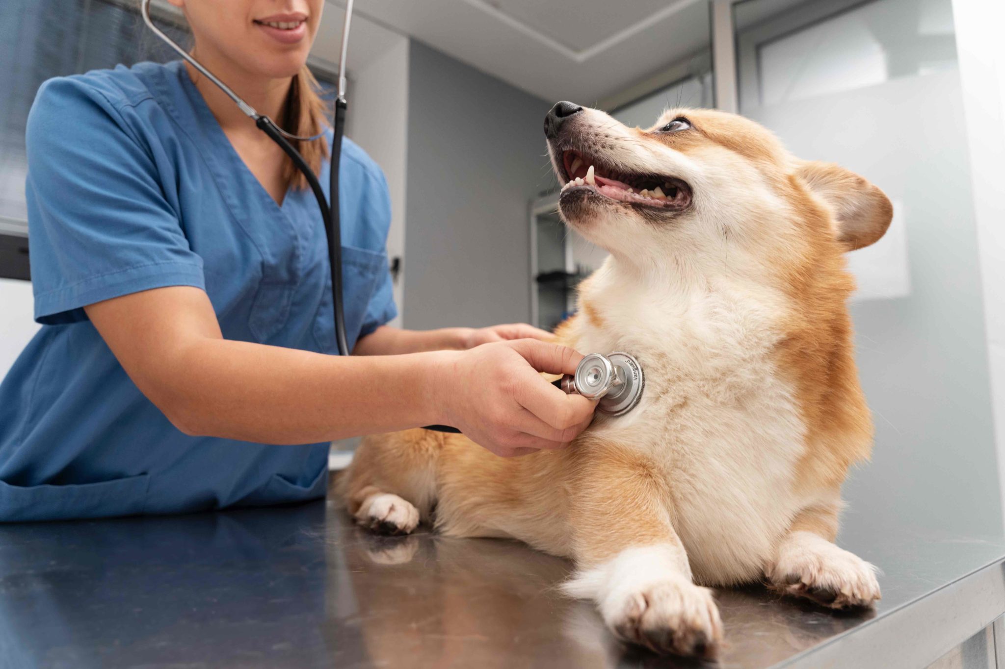 Medicor Veterinary Practice – Quality Veterinary Services You Can Trust